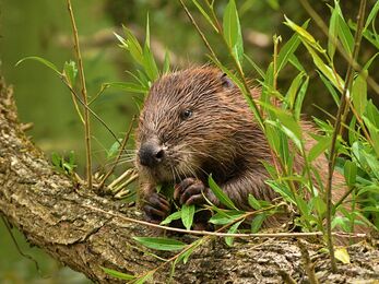 Bringing beavers back to Wales | Wildlife Trusts Wales