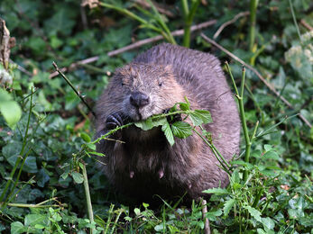 Bringing beavers back to Wales | Wildlife Trusts Wales