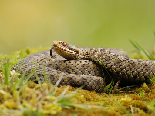 Identify UK snakes | Wildlife Trusts Wales