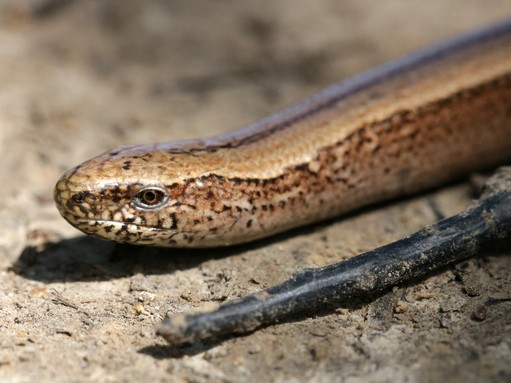 Identify UK snakes | Wildlife Trusts Wales