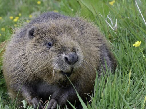 Bringing beavers back to Wales | Wildlife Trusts Wales