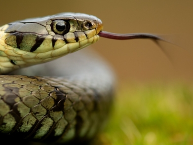 Identify UK snakes | Wildlife Trusts Wales