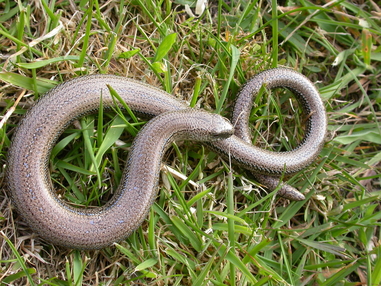 Identify UK snakes | Wildlife Trusts Wales