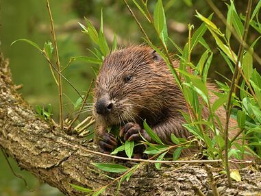 Bringing beavers back to Wales | Wildlife Trusts Wales