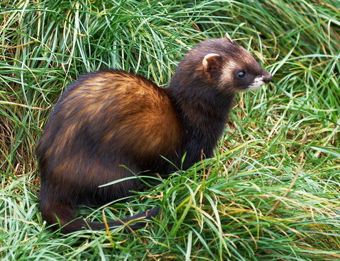 Polecat | Wildlife Trusts Wales