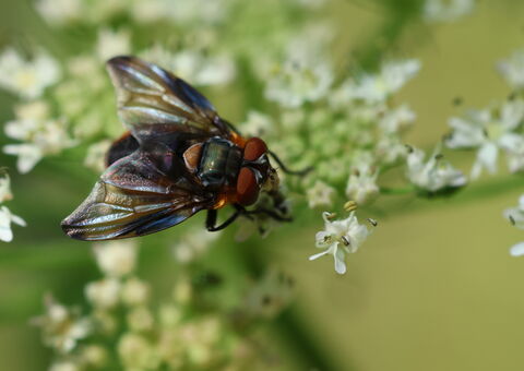 Pretty fly | Wildlife Trusts Wales