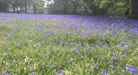 Nature Reserves | Wildlife Trusts Wales