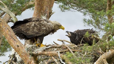 White-tailed eagle | Wildlife Trusts Wales