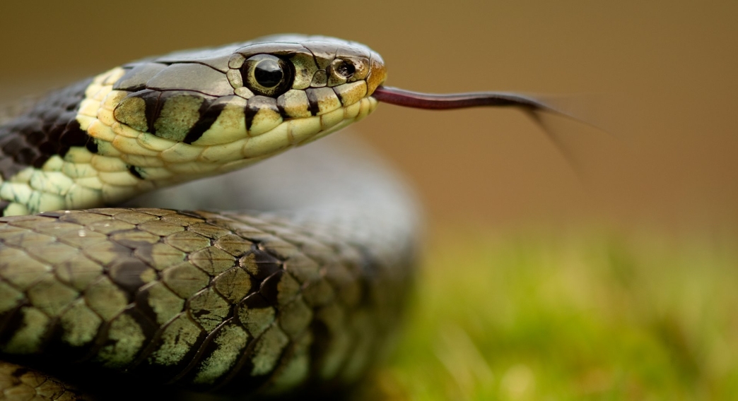 Identify UK snakes | Wildlife Trusts Wales