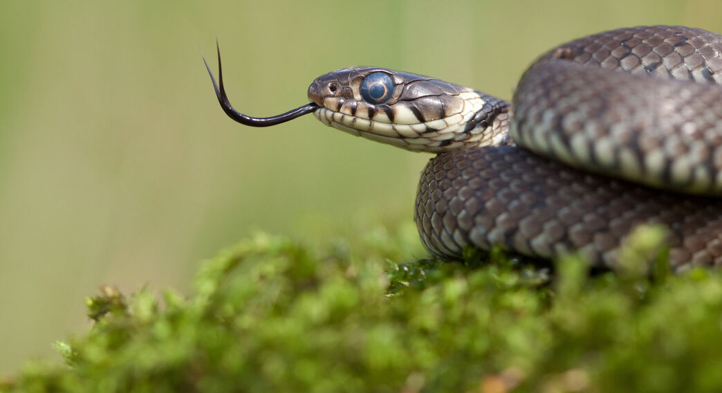 Identify UK snakes | Wildlife Trusts Wales
