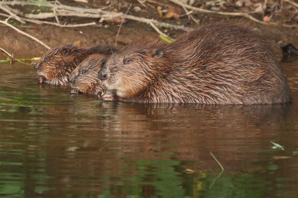 Bringing beavers back to Wales | Wildlife Trusts Wales