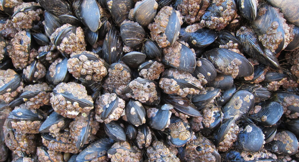Scientists embark on world-first study to reveal carbon stored in UK ...