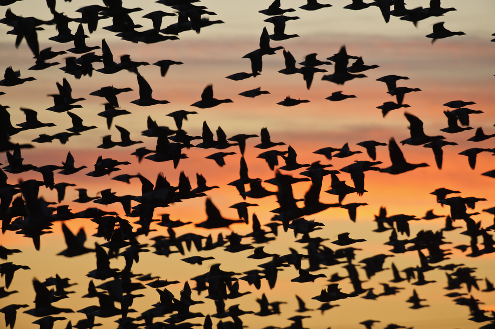 Bird migration | Wildlife Trusts Wales