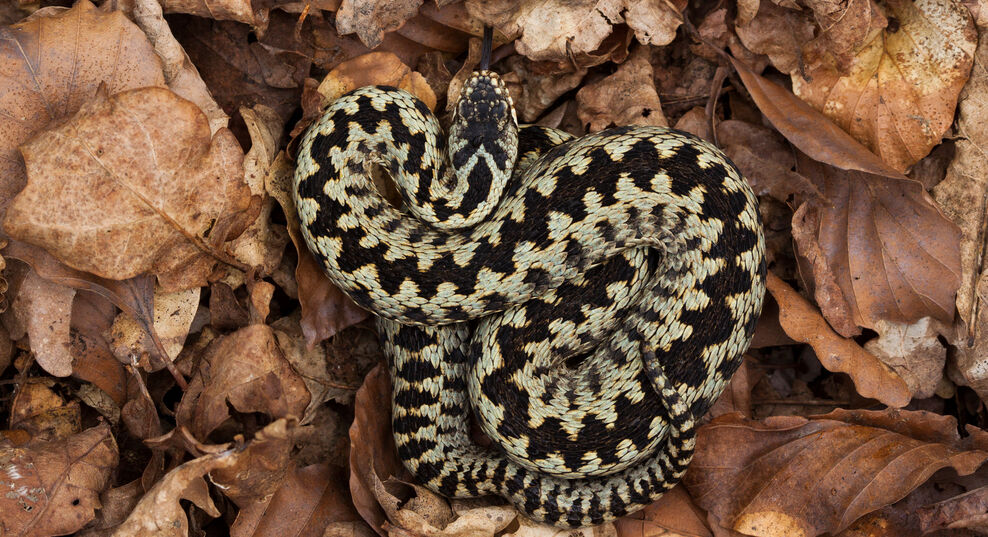 Identify UK snakes | Wildlife Trusts Wales