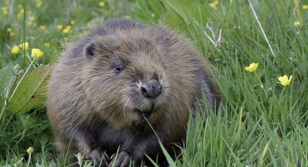 Bringing beavers back to Wales | Wildlife Trusts Wales