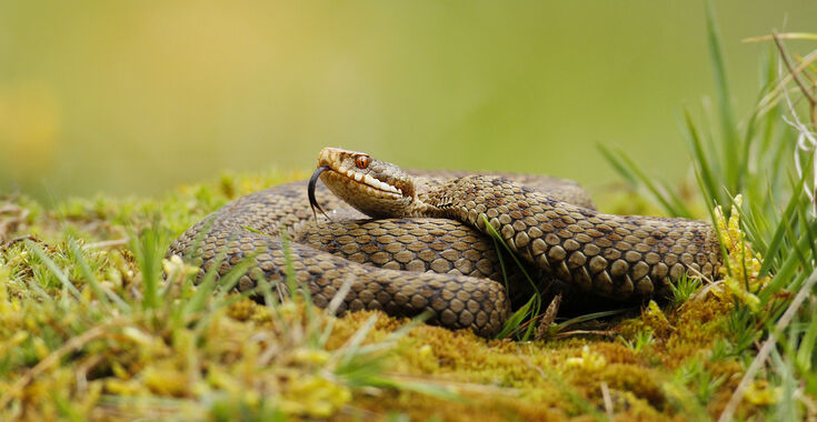 Identify UK snakes | Wildlife Trusts Wales