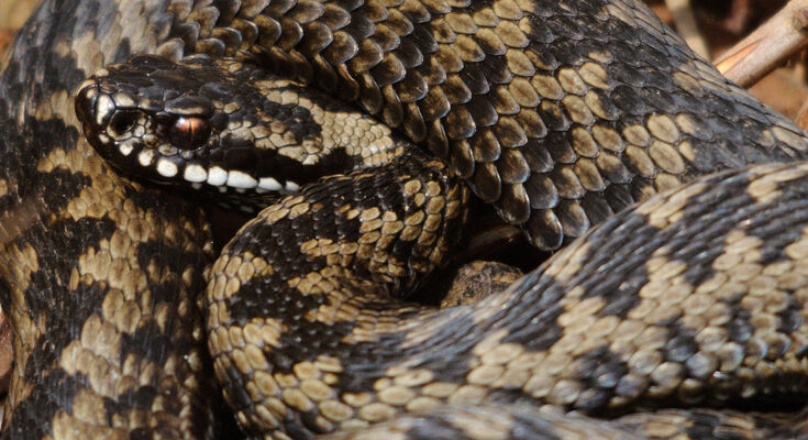 Identify UK snakes | Wildlife Trusts Wales