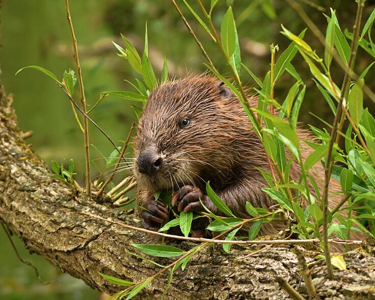 Bringing beavers back to Wales | Wildlife Trusts Wales