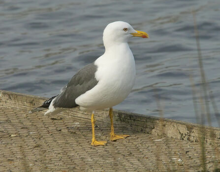 Identify gulls | Wildlife Trusts Wales