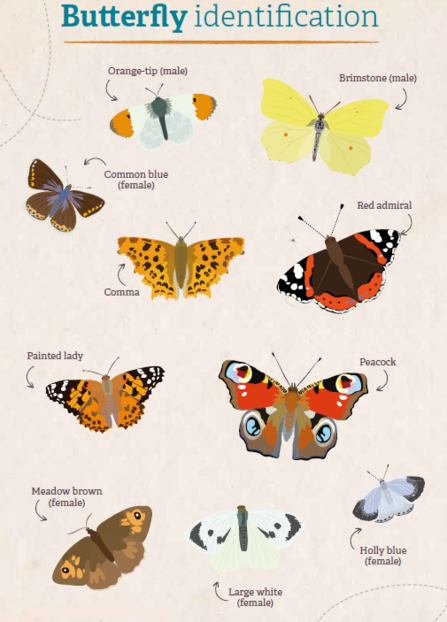 Identify British butterflies | Wildlife Trusts Wales