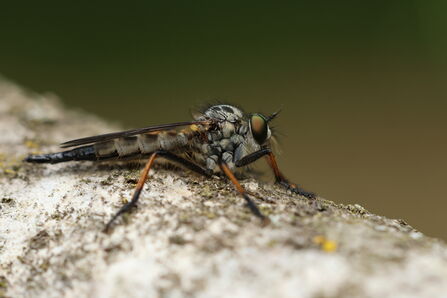 Pretty fly | Wildlife Trusts Wales