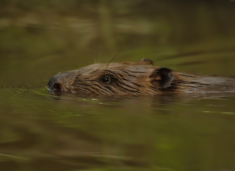 Welsh Beaver Project | Wildlife Trusts Wales