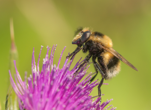 Wildlife Trust Wales | Wildlife Trusts Wales